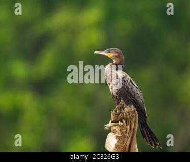 Neotropical Cormorant on the River in Costa Rica Stock Photo - Alamy