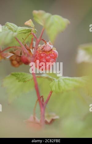 Bushes of ripe raspberries. Harvest natural organic berries Stock Photo ...