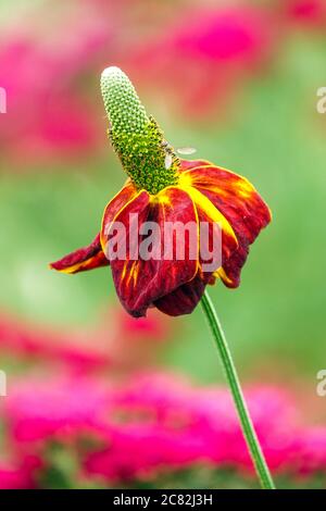 Ratibida columnifera 'Red Midget' prairie coneflower. UK Stock Photo ...
