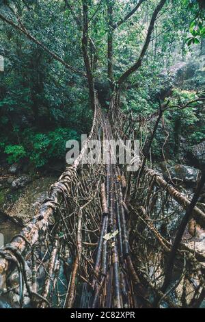 Living Root Bridge, Sohra or Cherrapunjee, Meghalaya, India Stock Photo ...