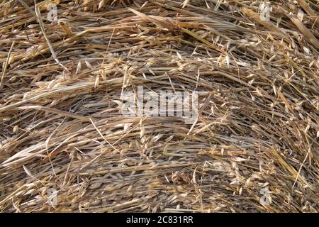 Illinois State Park/Driftless Area/Illinois Landscape Stock Photo - Alamy