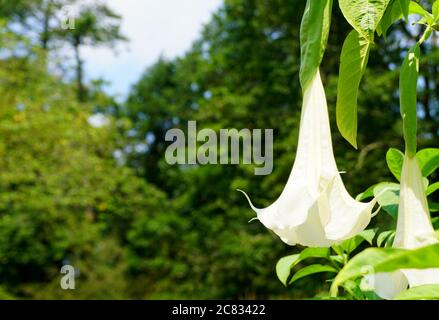 Large white Angel Trumpet flower at full bloom Stock Photo - Alamy