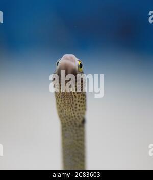 Spotted garden eel (Heteroconger hassi Stock Photo - Alamy