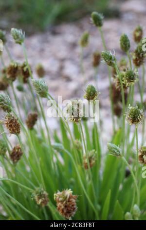 Closeup shot of a Plantago lanceolata/ribwort plantain in the garden ...