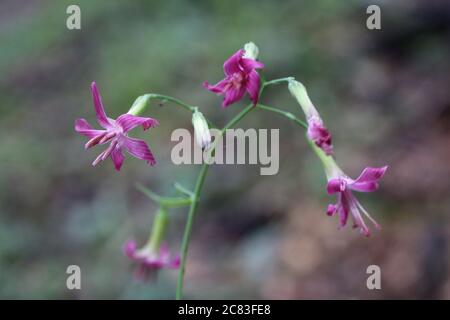 Prenanthes purpurea - Wild plant shot in summer Stock Photo - Alamy