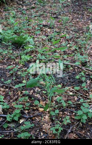 Prenanthes purpurea - Wild plant shot in summer Stock Photo - Alamy