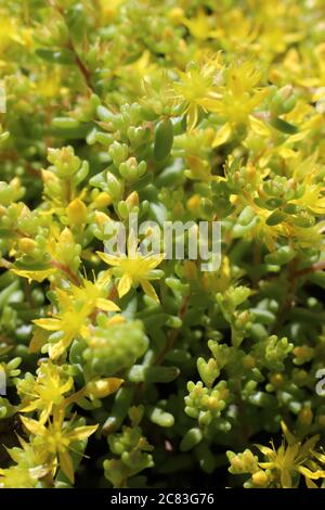 Annual Stonecrop, Sedum annuum in flower in high acid pasture in the ...