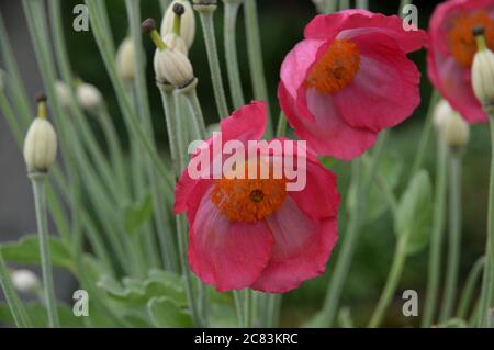 Pink Meconopsis (Himalayan Poppy) Flowers & Seed heads in a Border at ...
