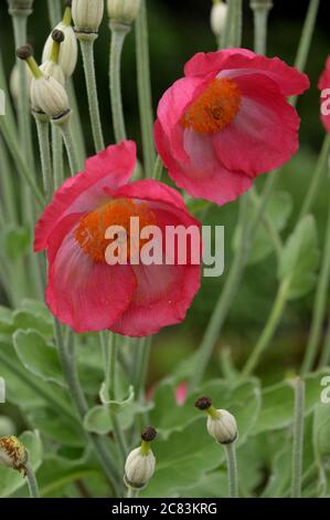 Pink Meconopsis (Himalayan Poppy) Flowers & Seed heads in a Border at ...
