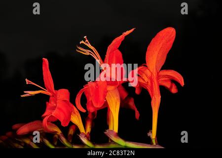 Rich red blooms of the crocosimia lucifer (aka coppertips or falling ...