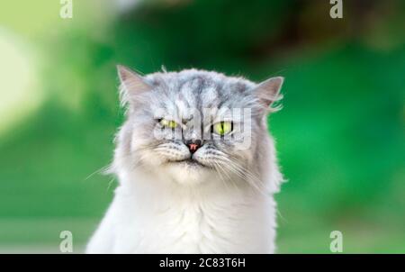 close up kitten grey beautiful Stock Photo - Alamy