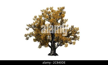 European beech tree in the autumn with shadow on the floor - isolated ...