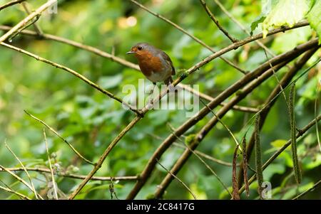 A Robin, Chipping, Preston, Lancashire, UK Stock Photo - Alamy