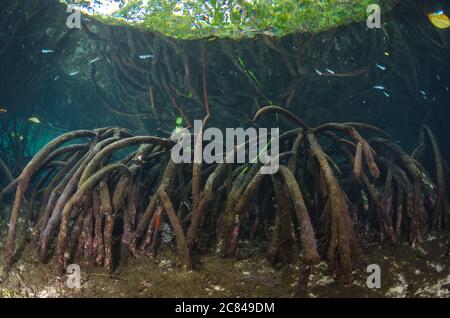 Amazing underwater picture of tree roots with yellow corals Stock Photo ...