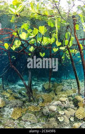 Amazing underwater picture of tree roots Stock Photo - Alamy