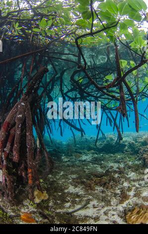 Amazing underwater picture of tree roots Stock Photo - Alamy