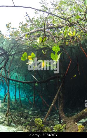 Amazing underwater picture of tree roots Stock Photo - Alamy