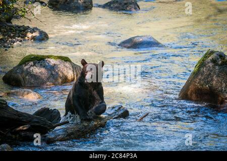 Male grizzly bear, near the Orford River, British Columbia, Canada ...