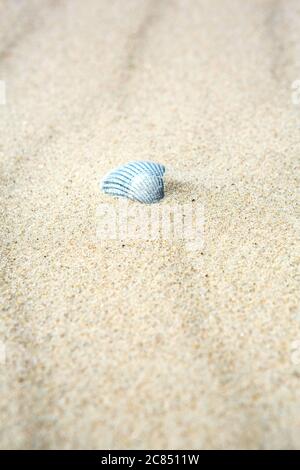 Old dried white calcified bivalve seashell half buried in beach ...
