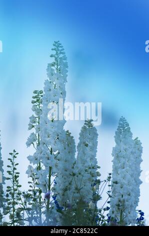 Bio garden with delphinium flowers plants. Landscape with flowers field ...