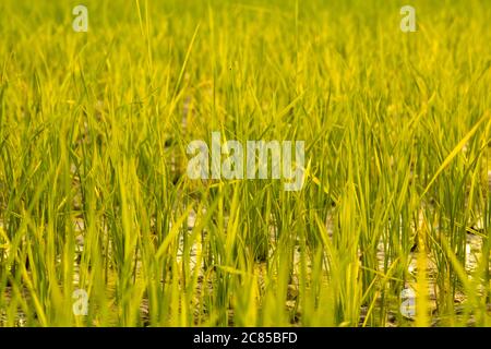 Paddy field at nursery stage Stock Photo - Alamy