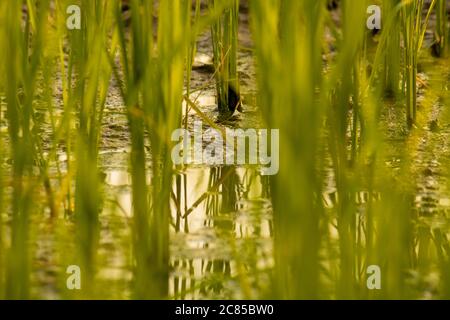 Paddy field at nursery stage Stock Photo - Alamy
