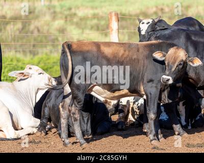 Portrait of a crossbreed ox of the angus breed with nellore Stock Photo ...