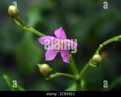 Philippine spinach (Talinum fruticosum Stock Photo - Alamy