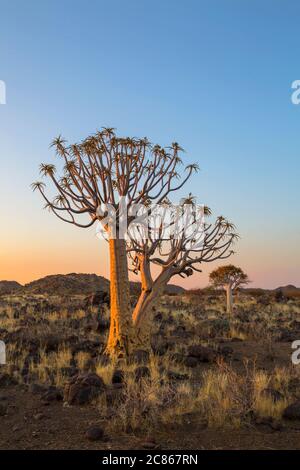 Landscape with Acacia trees in late afternoon light, Mokala National ...