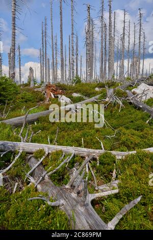 a bark beetle on a tree panorama Stock Photo - Alamy