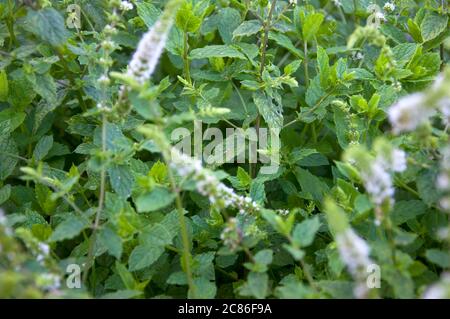 fresh smelling mint leafes growing on a young shrub.Closeup photo ...
