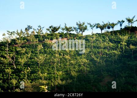Mountain reforestation in rural area of Guatemala, area outdoor ...