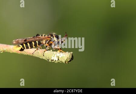 A rare Raspberry Clearwing (Pennisetia hylaeiformis Stock Photo - Alamy