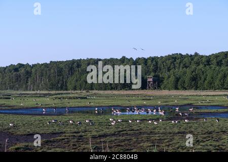 Geese in the Wetland Stock Photo - Alamy