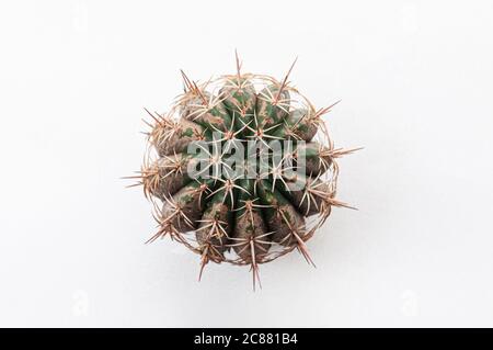 Cactus disease dry root rot caused by fungi, severe damage fungi ...