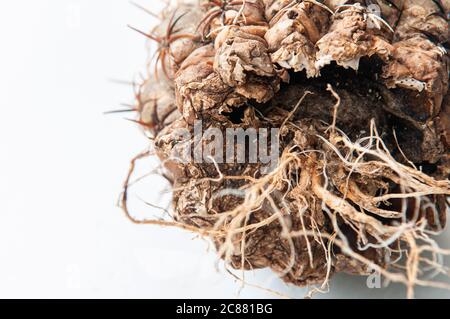 Cactus disease dry root rot caused by fungi, half cut fungi infected ...