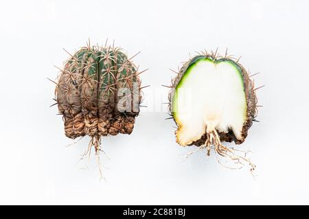 Cactus disease dry root rot caused by fungi, severe damage fungi ...