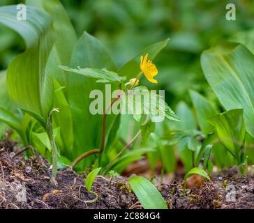 A low-angle shot of a yellow small plane flying under the clear blue ...