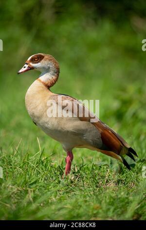 Egyptian goose stands on grass near bushes Stock Photo - Alamy