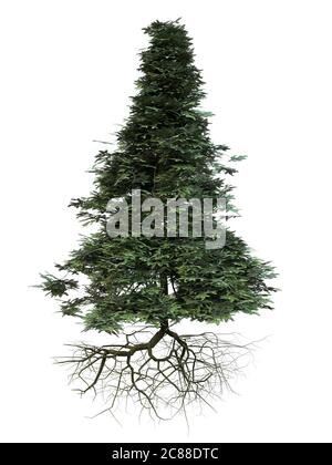 spruce tree with roots isolated on white background Stock Photo - Alamy
