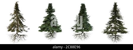 conifer trees with roots isolated on white background Stock Photo - Alamy
