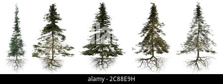 conifer trees with roots isolated on white background Stock Photo - Alamy