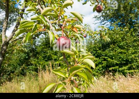 Purple pears (Pyrus communis Sensation) growing in an Orchard in ...