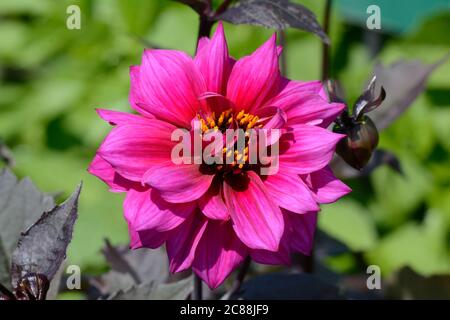 Dahlia Excentrique miniature peony dahlia flower flowerhead bloom Stock ...