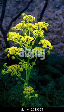 Large ferrule in Provence at spring Stock Photo - Alamy