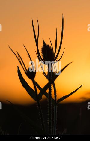 A silhouette of a teasel at Cornmill Meadow, River Lee Country Park ...