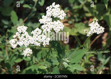 yarrow seen in Jinonice, Prague, Czech Republic Stock Photo - Alamy