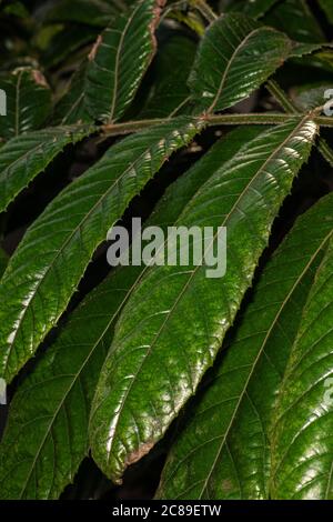 Davidsons plum tree and fruit (Davidsonia jerseyana). Australian native ...