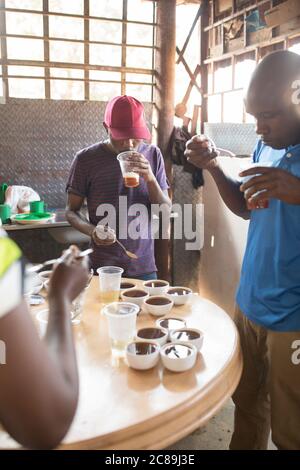 Coffee tasting (cupping) by Q-grader professional tasters at Mountain ...