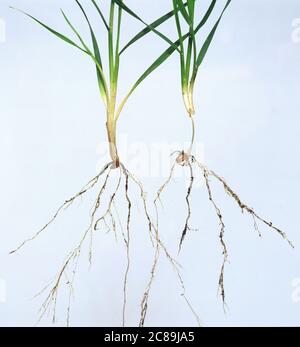 Wheat plant growth stage 21 with long sub-crown internode with deep ...